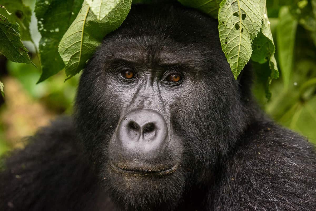 The Great Apes of Uganda - Andy and Jennifer